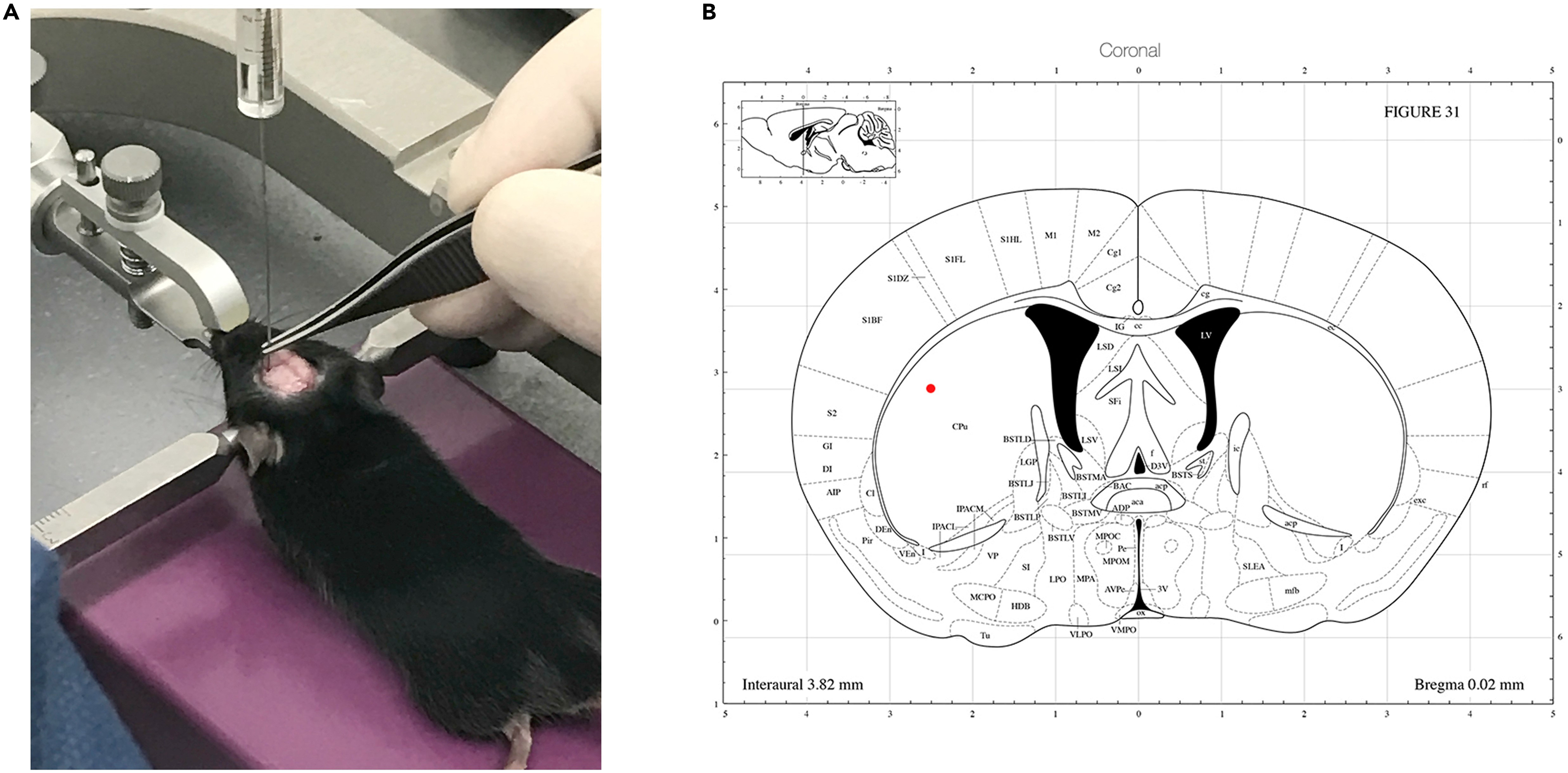 Cell Press: STAR Protocols