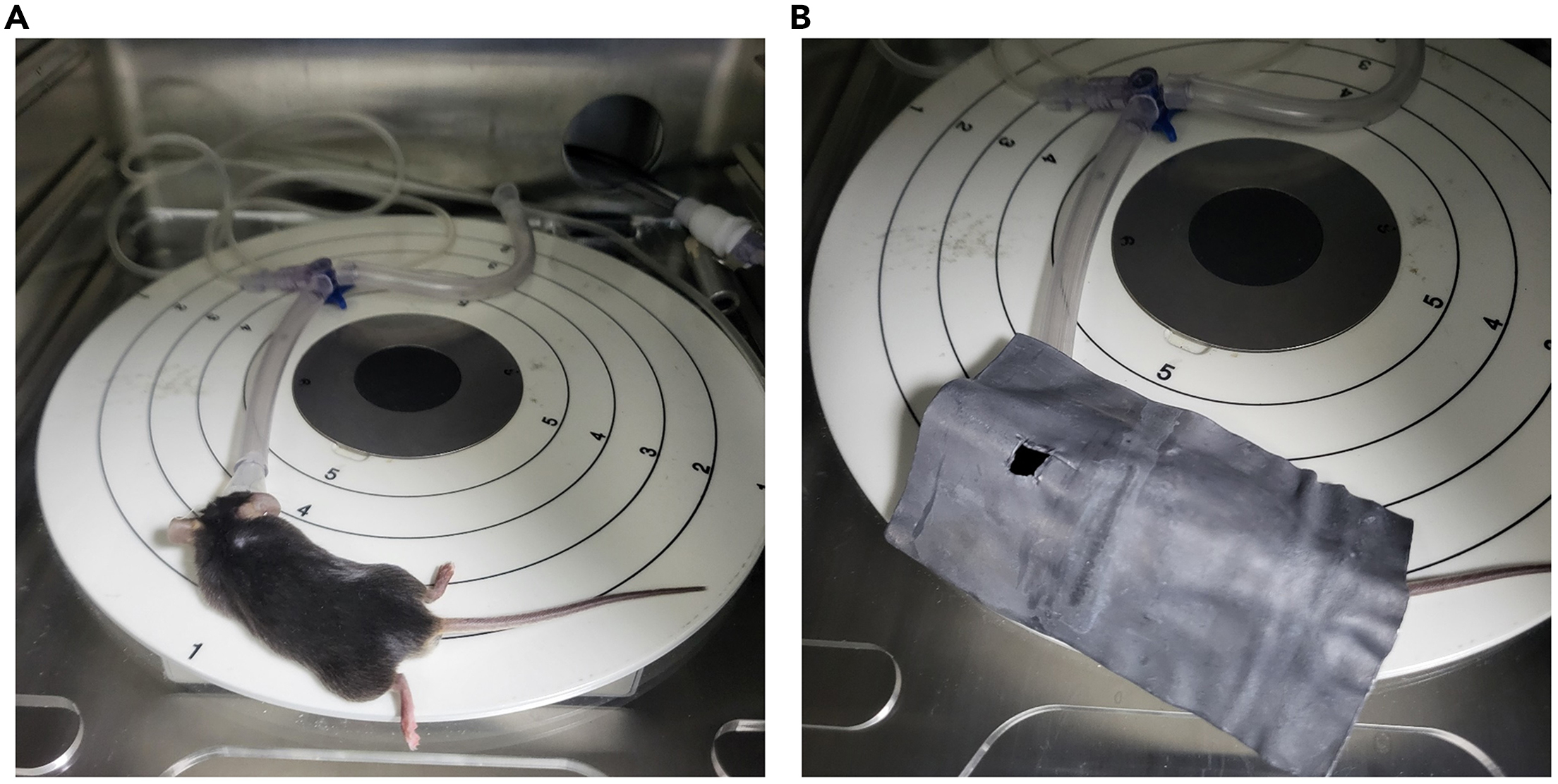 Cell Press: STAR Protocols