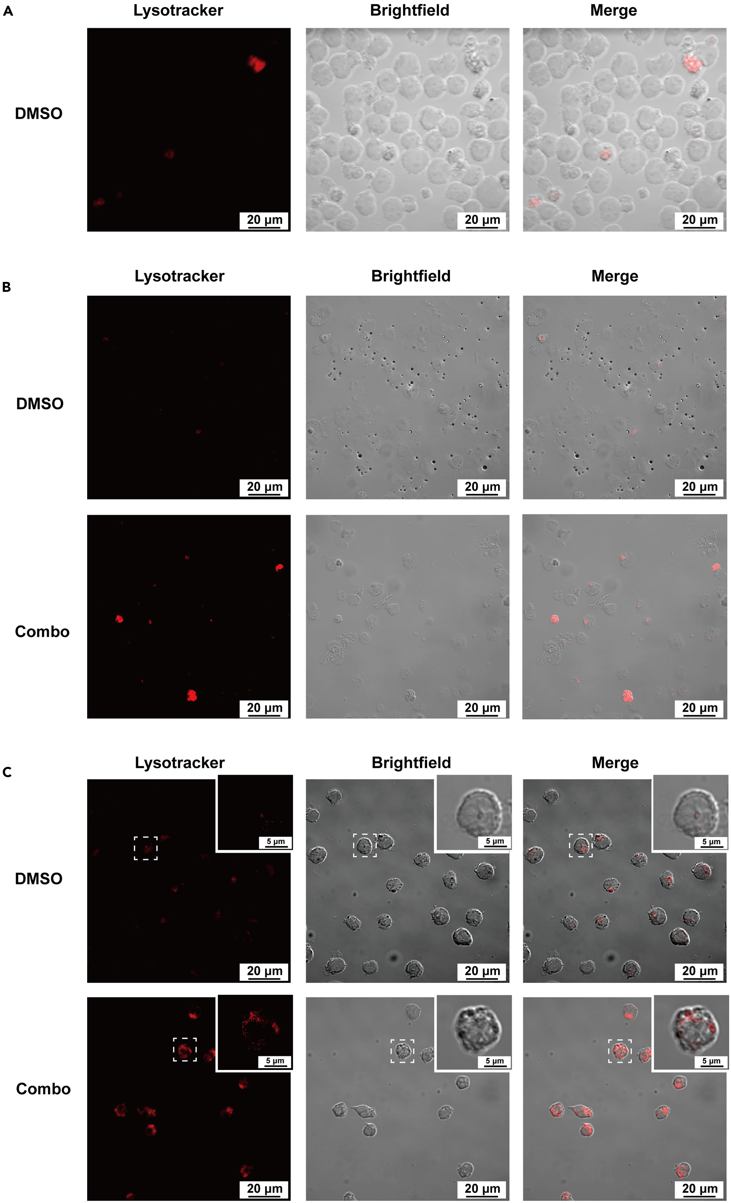 Cell Press: STAR Protocols