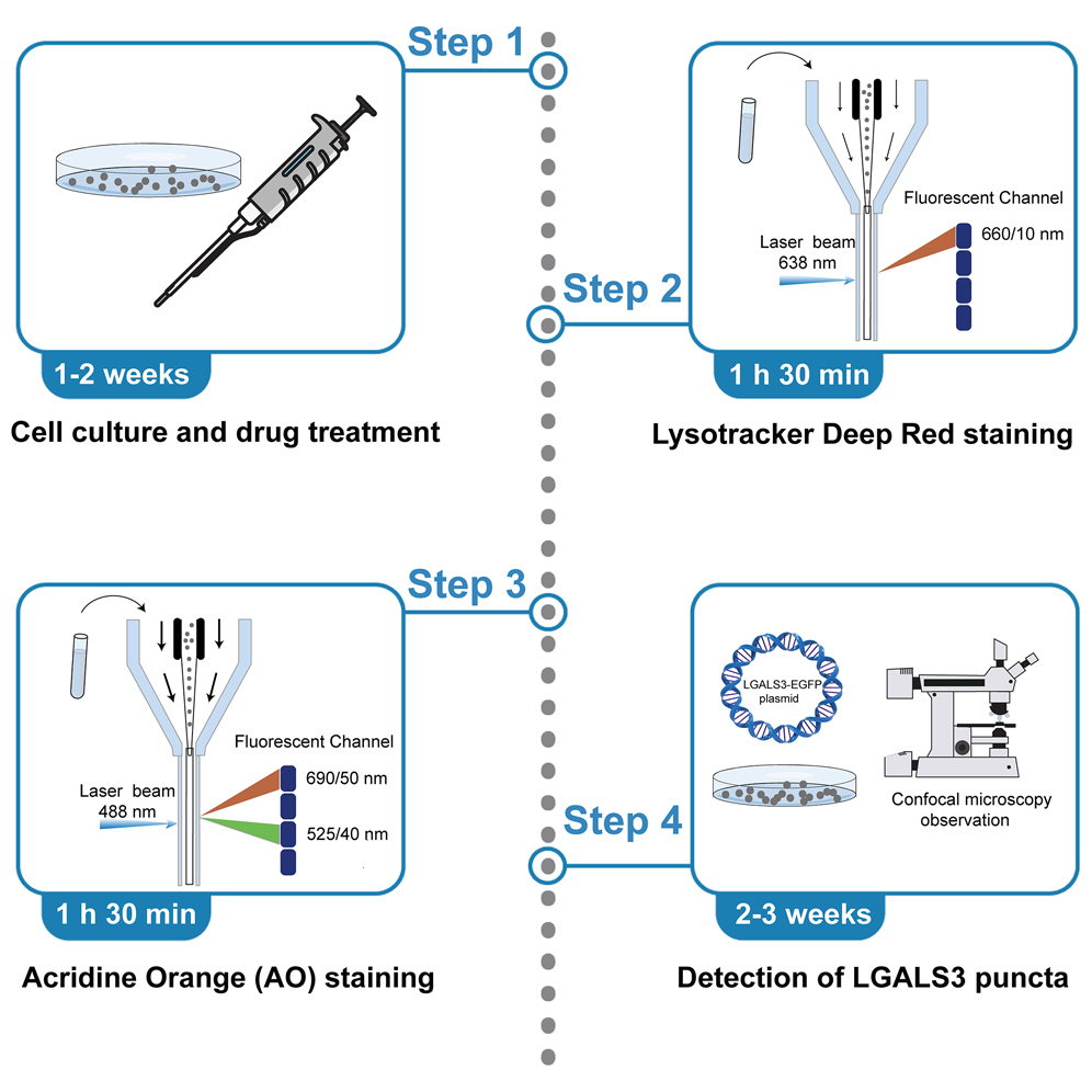 Cell Press: STAR Protocols