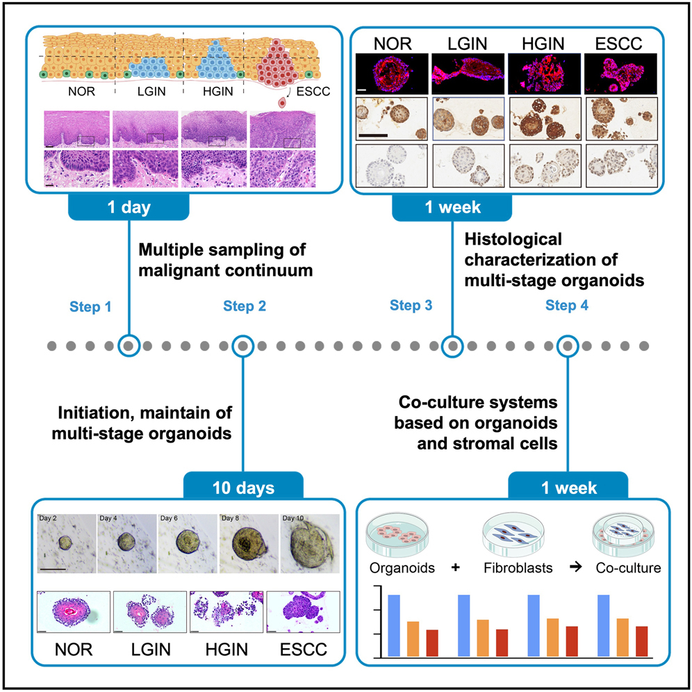 Cell Press: STAR Protocols