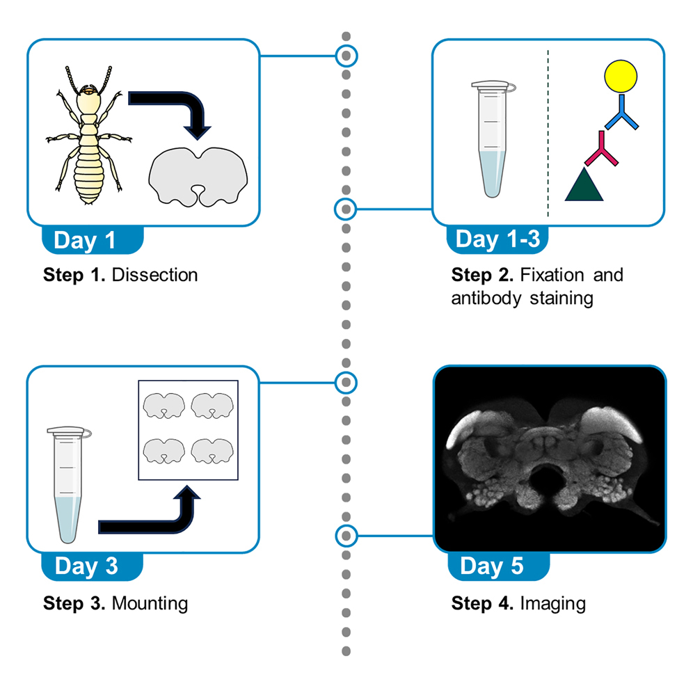 Cell Press: STAR Protocols