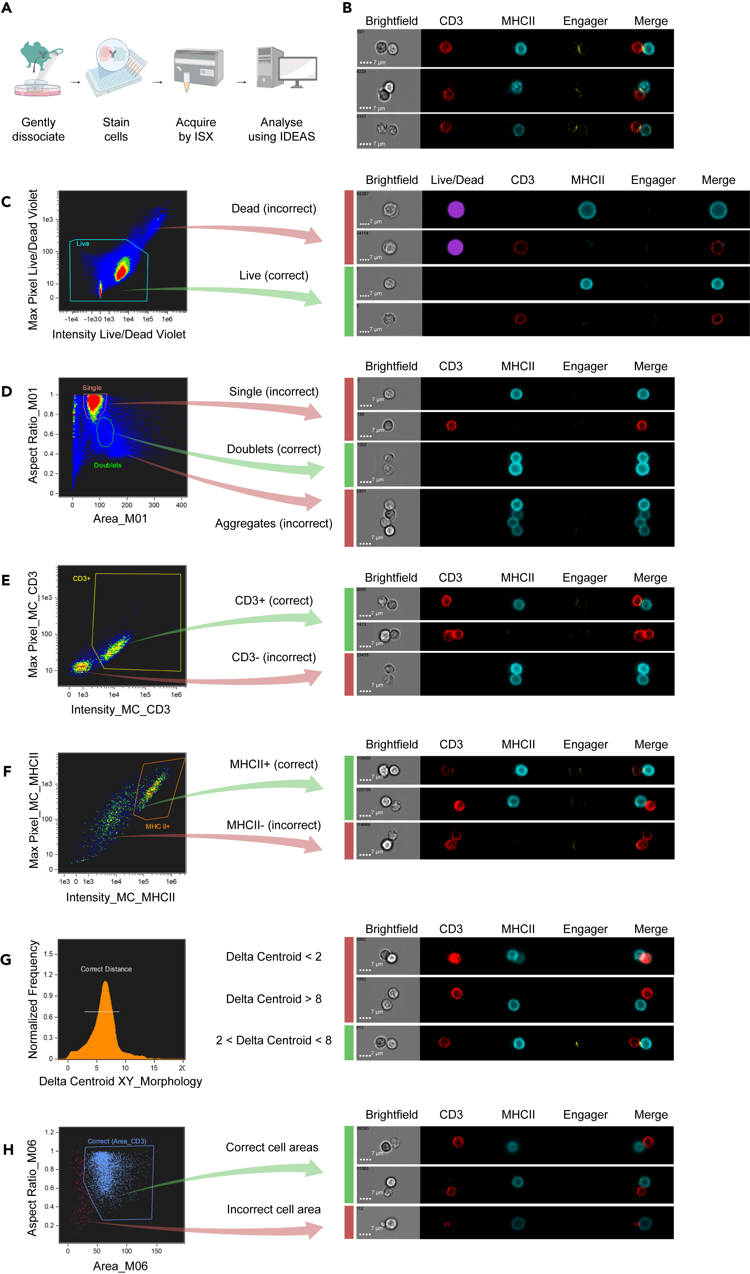 Cell Press: STAR Protocols