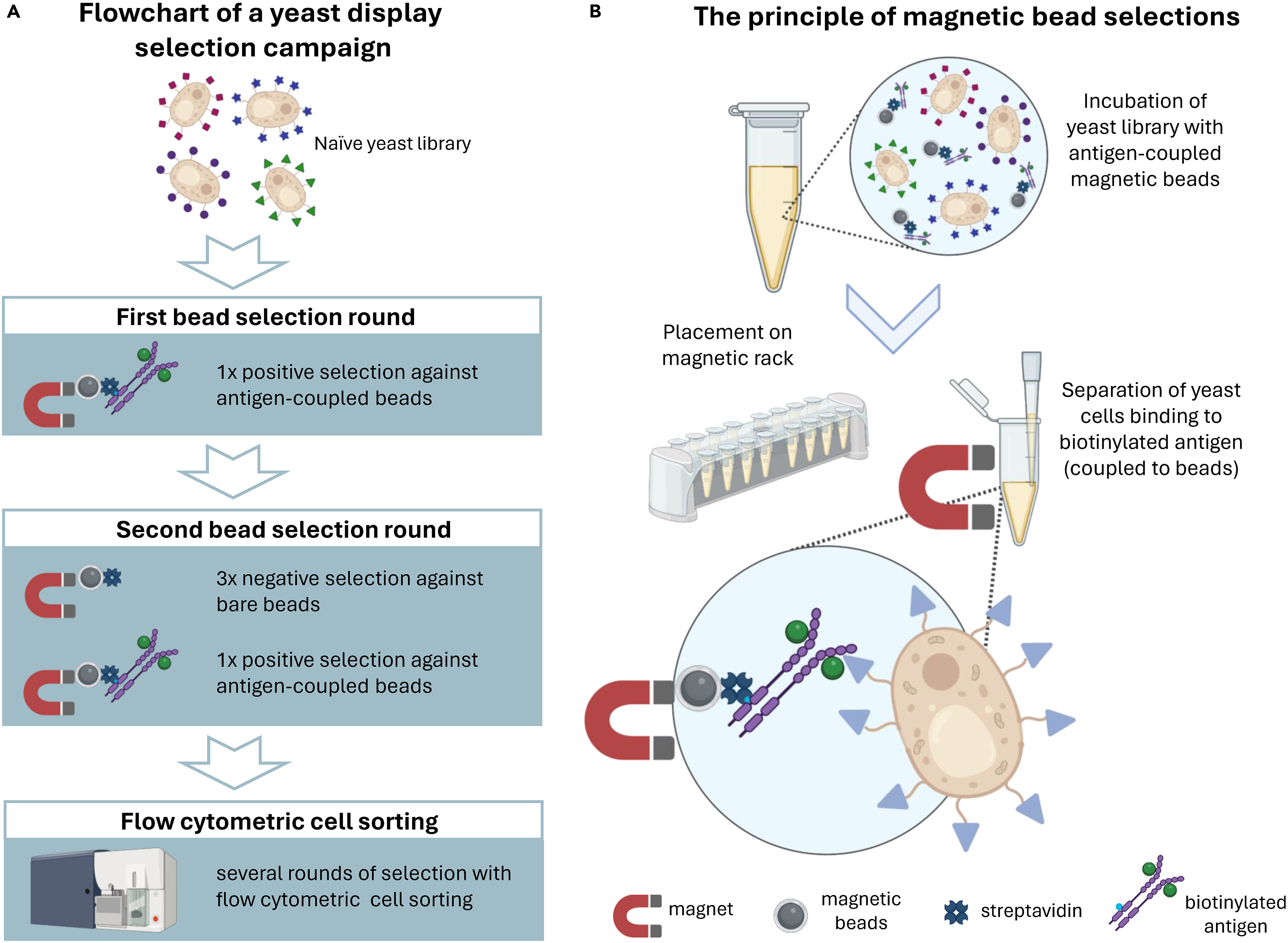 Cell Press: STAR Protocols