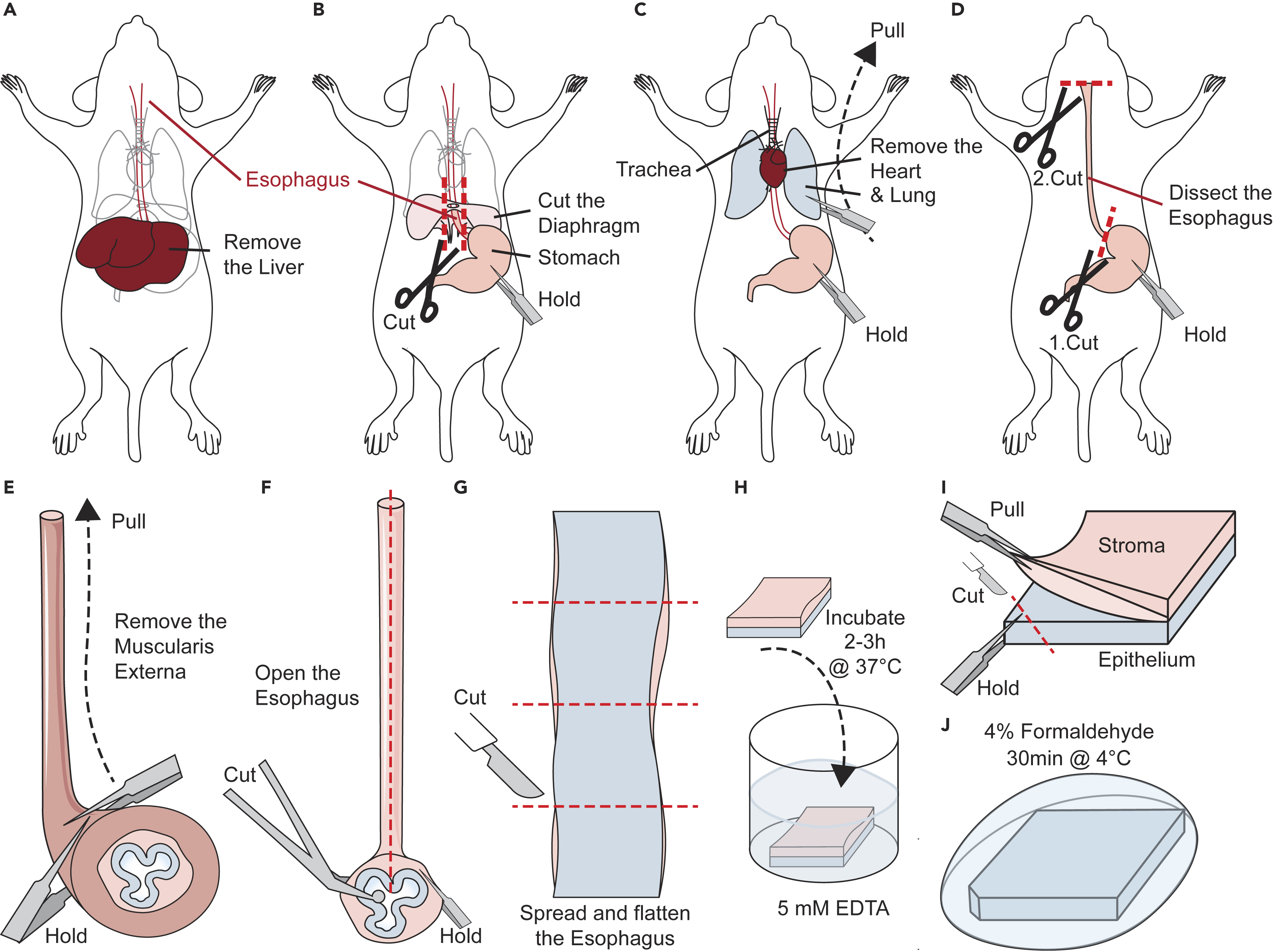 Cell Press: STAR Protocols