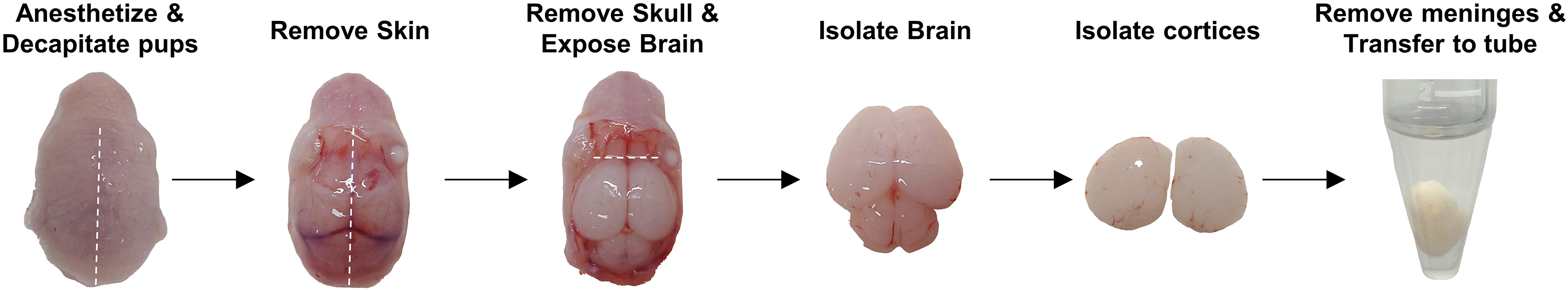 Cell Press: STAR Protocols