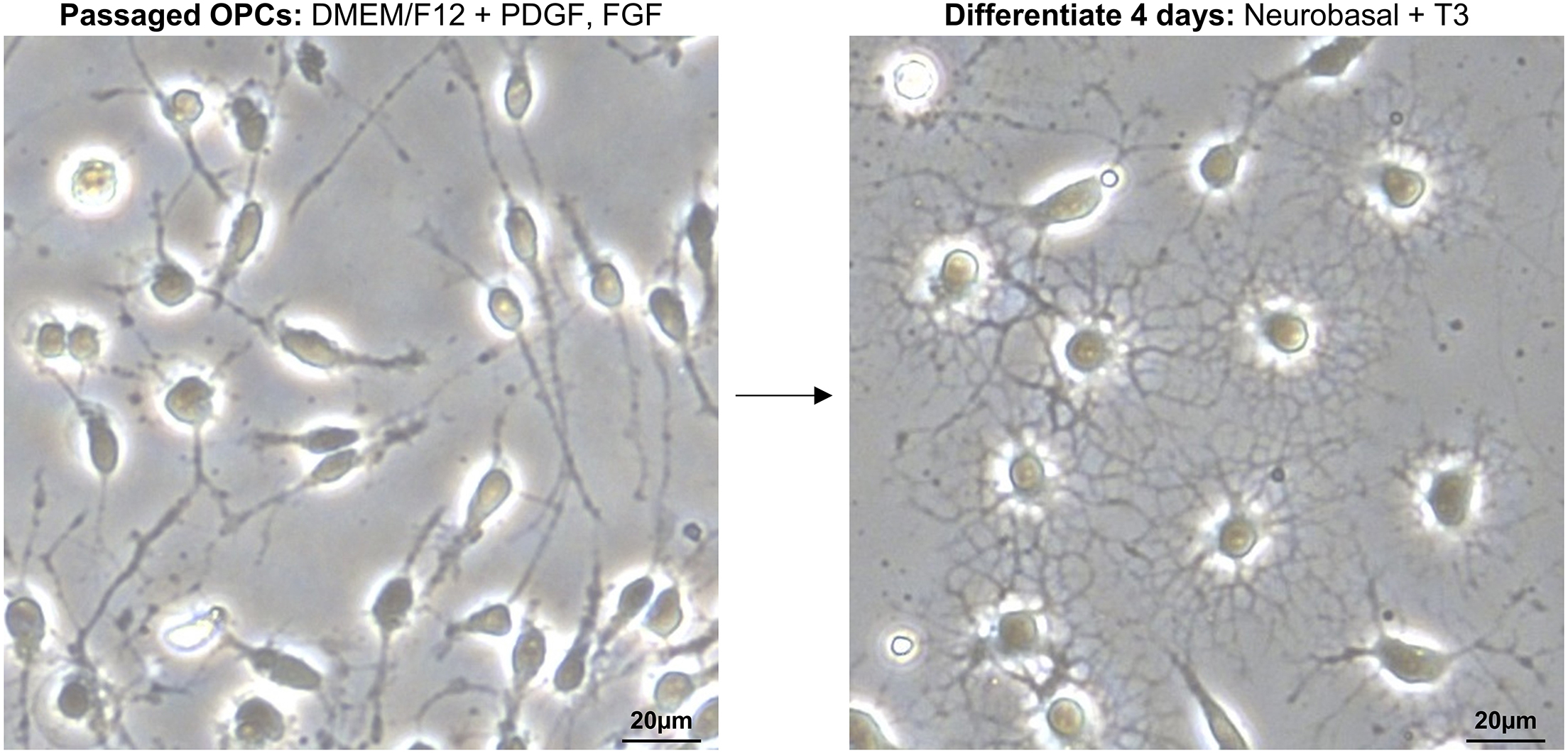 Cell Press: STAR Protocols