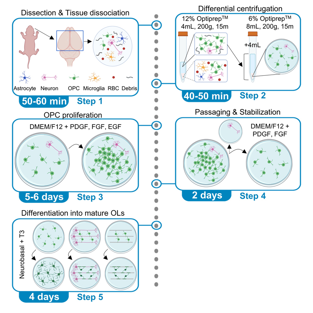 Cell Press: STAR Protocols
