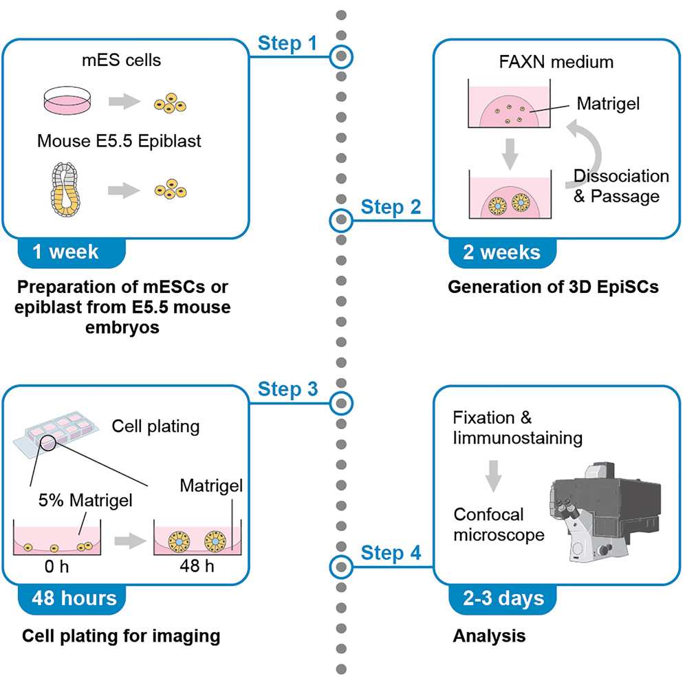 Cell Press: STAR Protocols