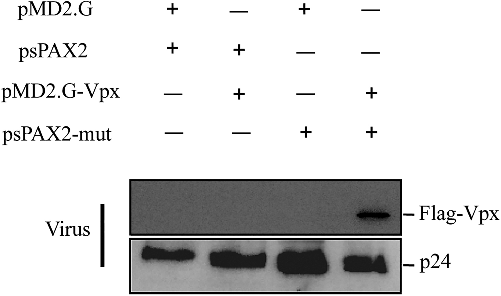 Cell Press: STAR Protocols