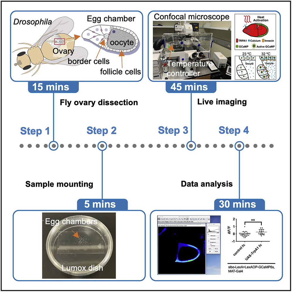 Cell Press: STAR Protocols