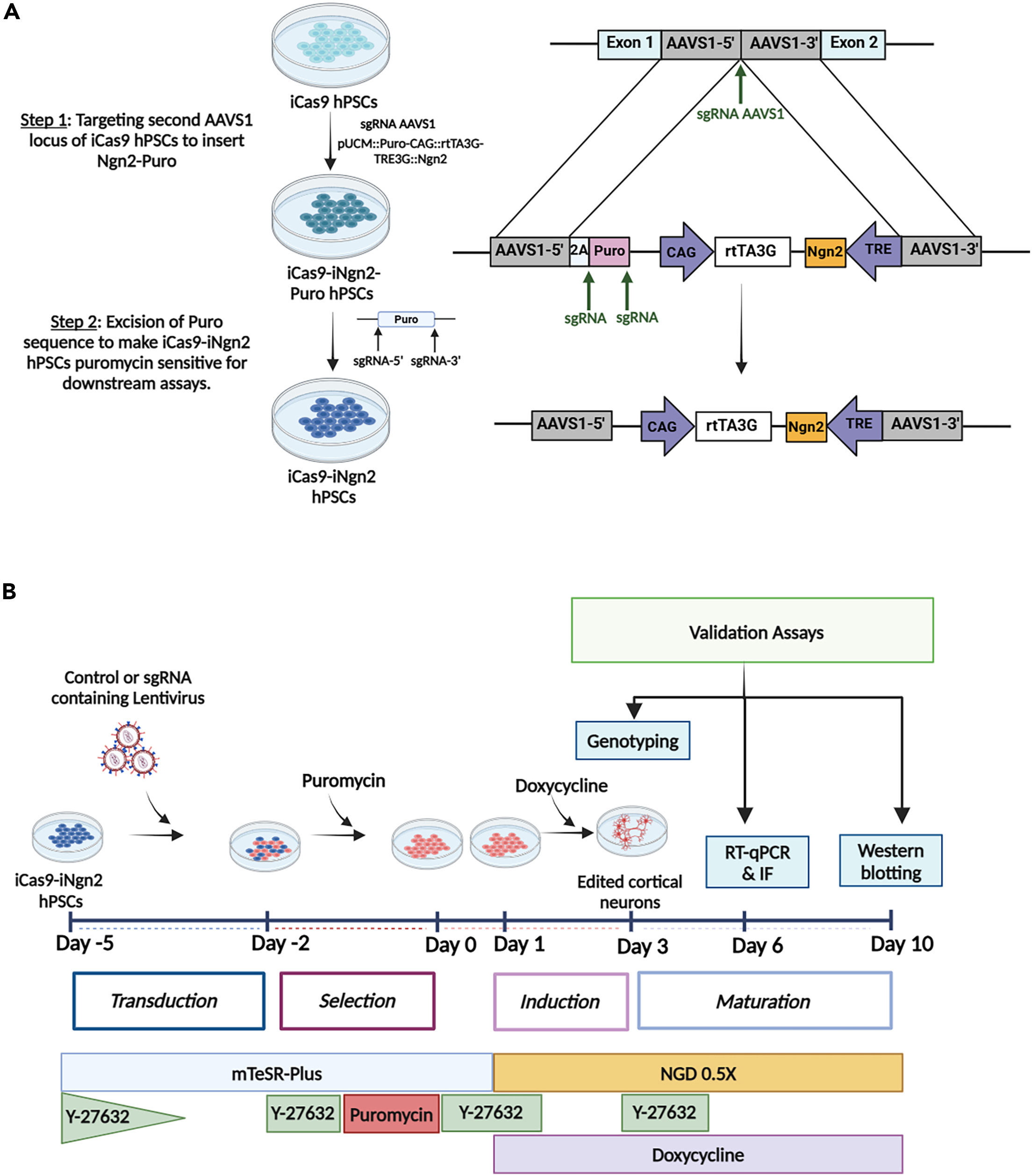 Cell Press: STAR Protocols