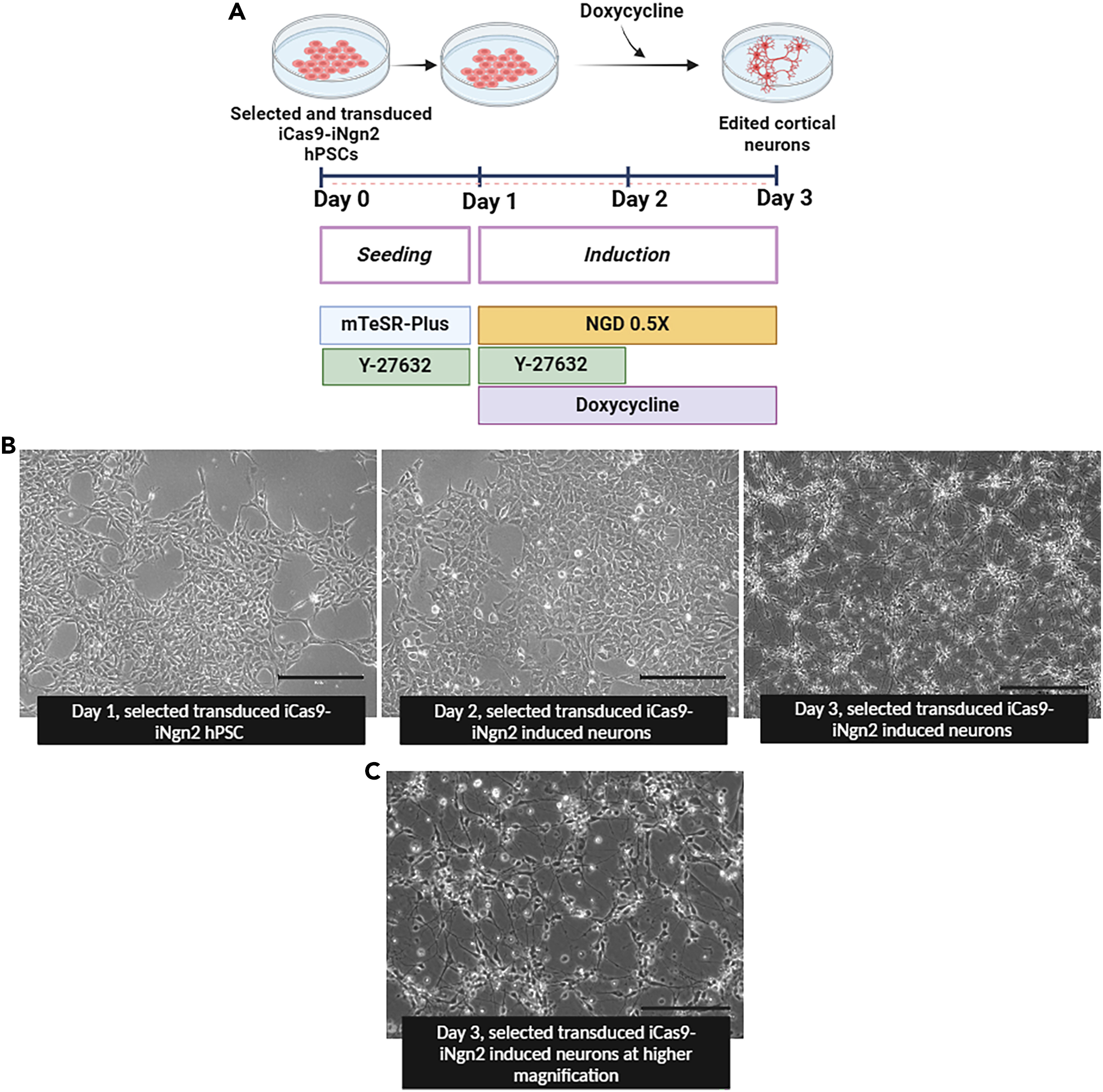 Cell Press: STAR Protocols