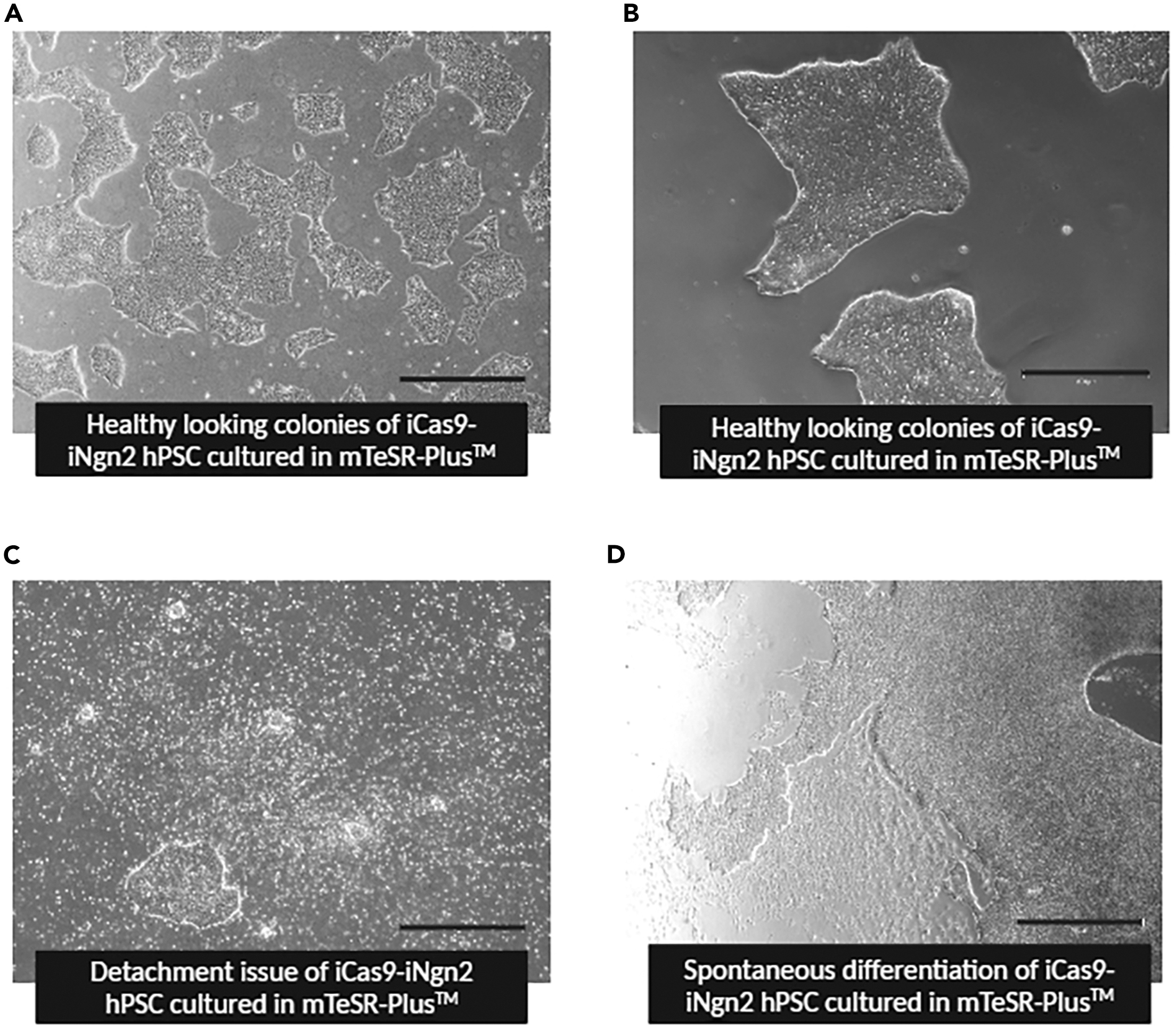 Cell Press: STAR Protocols