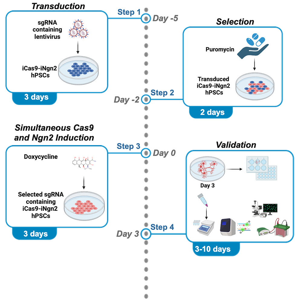 Cell Press: STAR Protocols