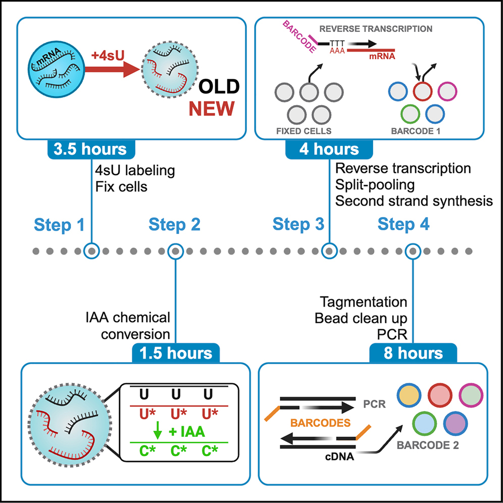 Cell Press: STAR Protocols
