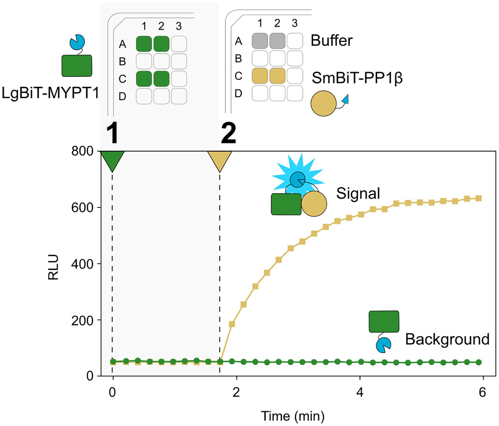 Cell Press: STAR Protocols