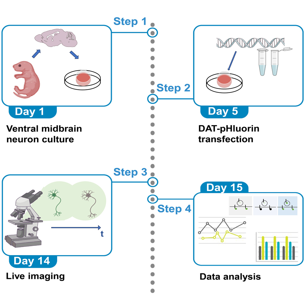 Cell Press: STAR Protocols