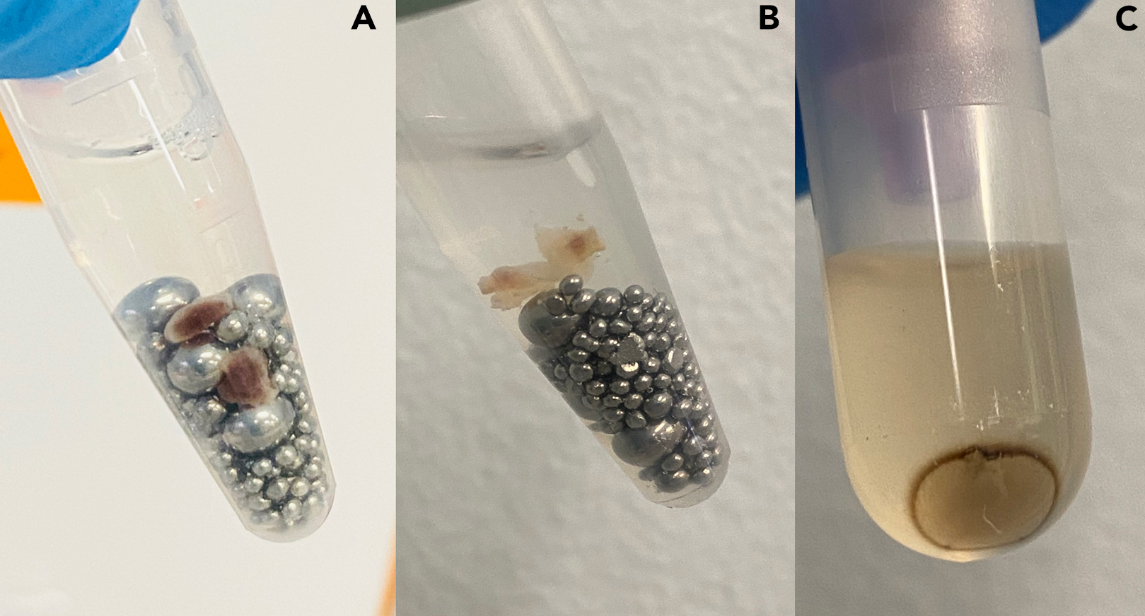 Cell Press: STAR Protocols