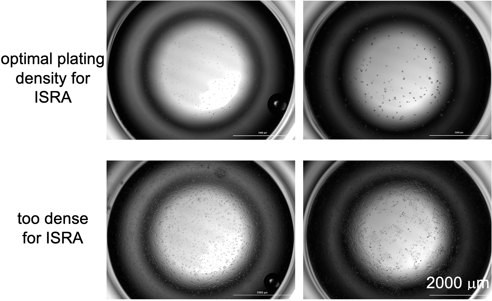 Cell Press: STAR Protocols