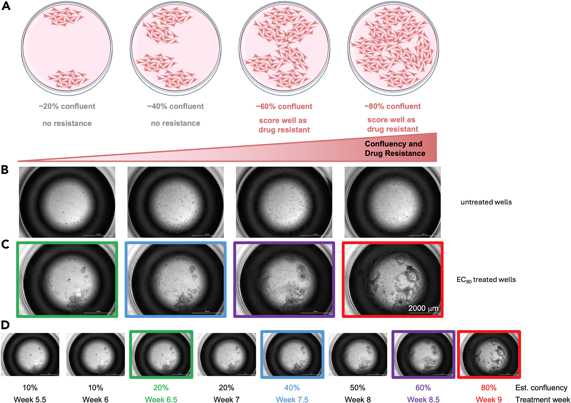 Cell Press: STAR Protocols