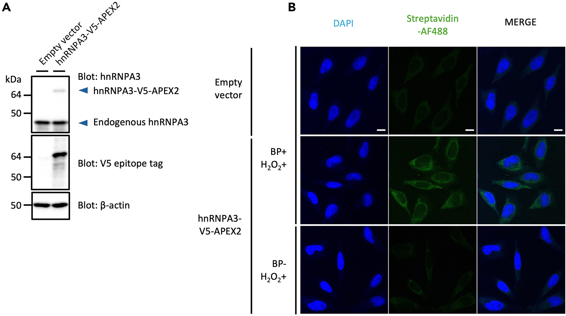 Cell Press: STAR Protocols