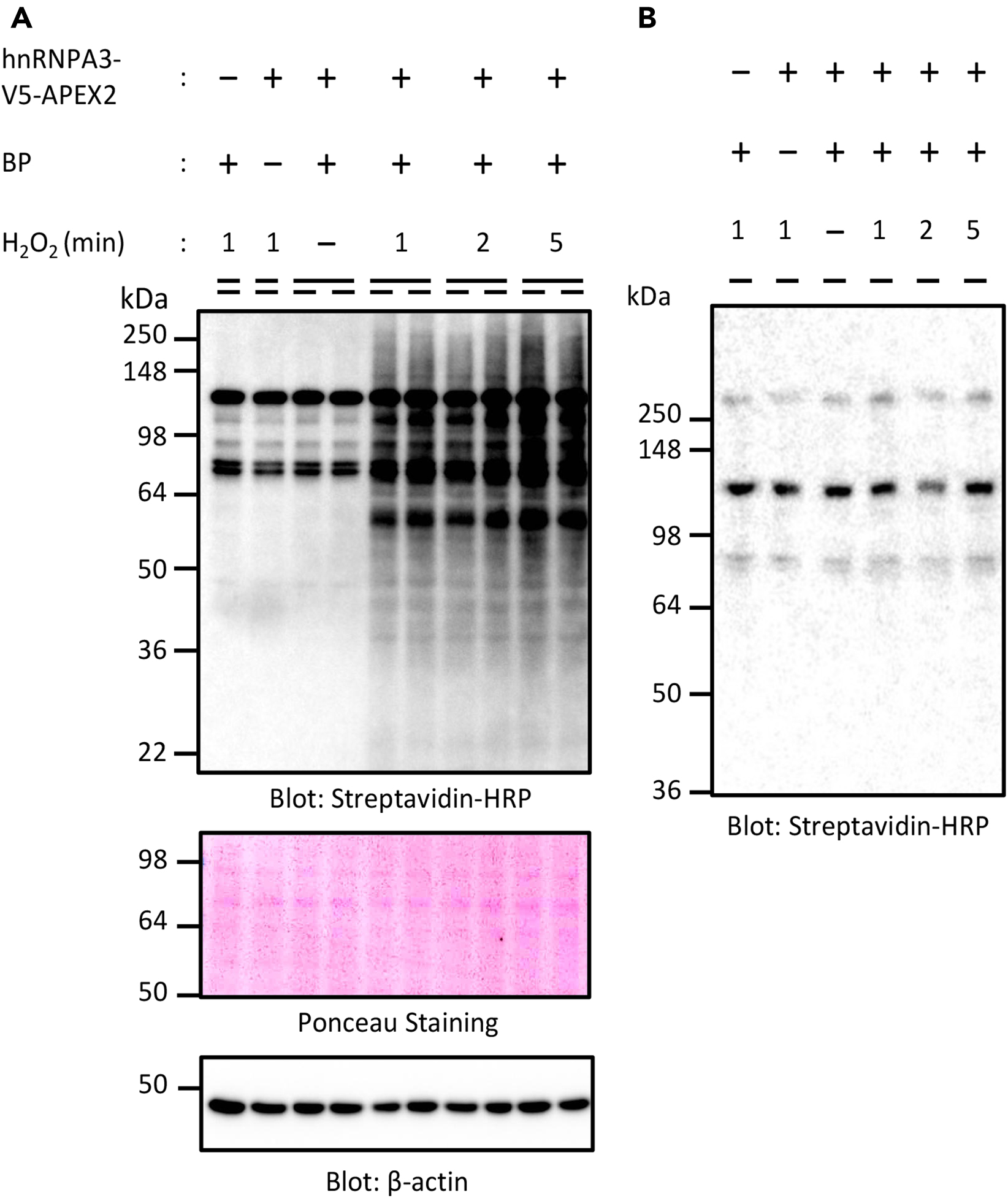 Cell Press: STAR Protocols