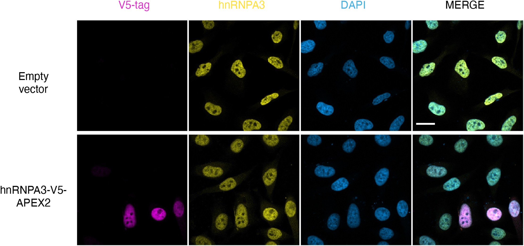 Cell Press: STAR Protocols