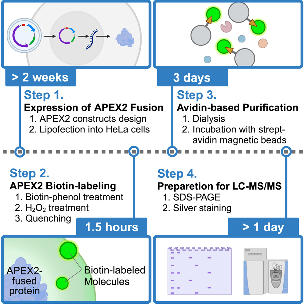 Cell Press: STAR Protocols