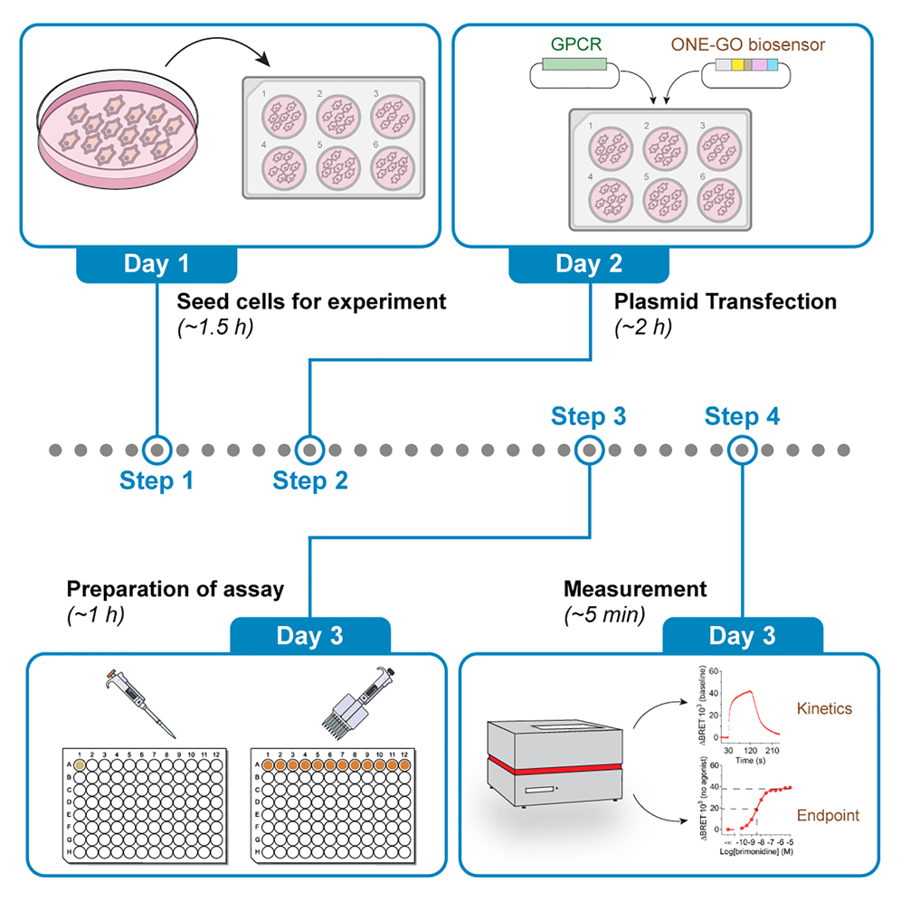 Cell Press: STAR Protocols