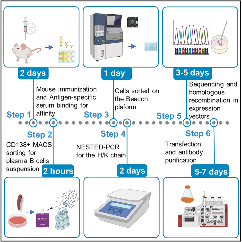 Cell Press: STAR Protocols