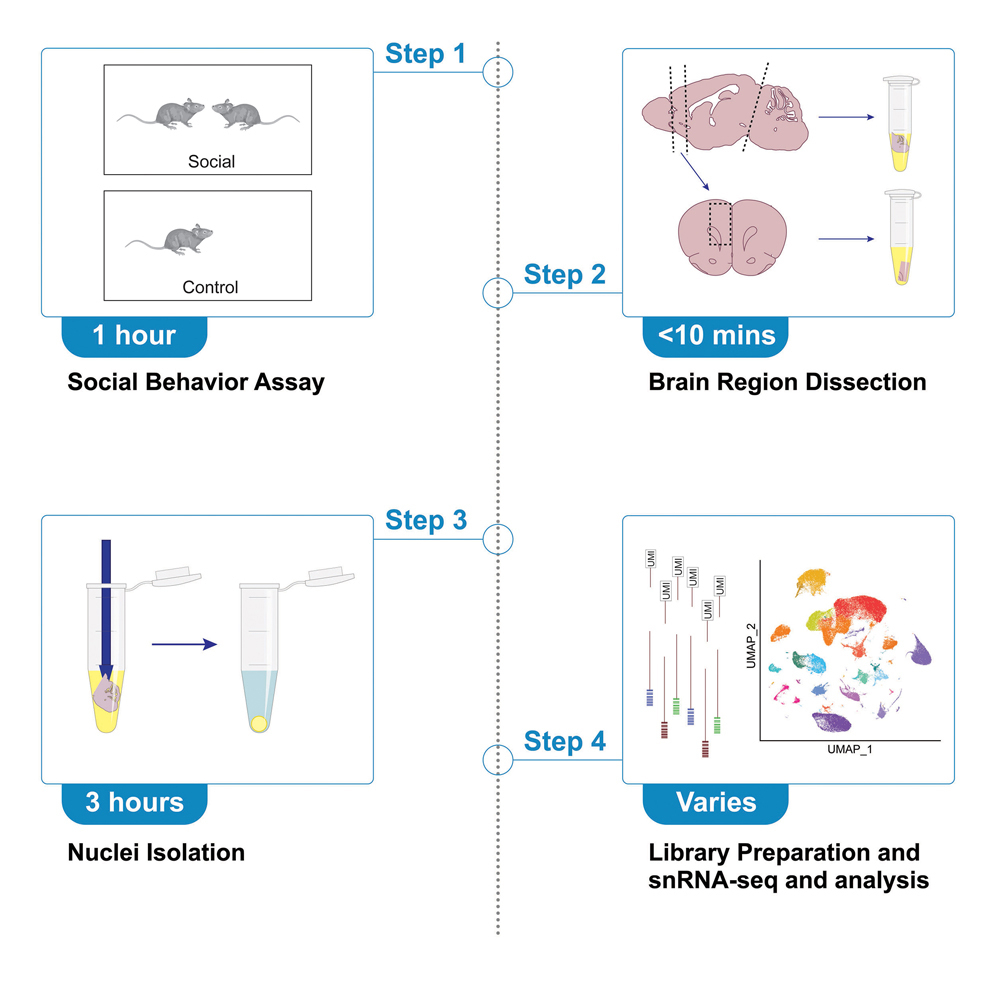 Cell Press: STAR Protocols