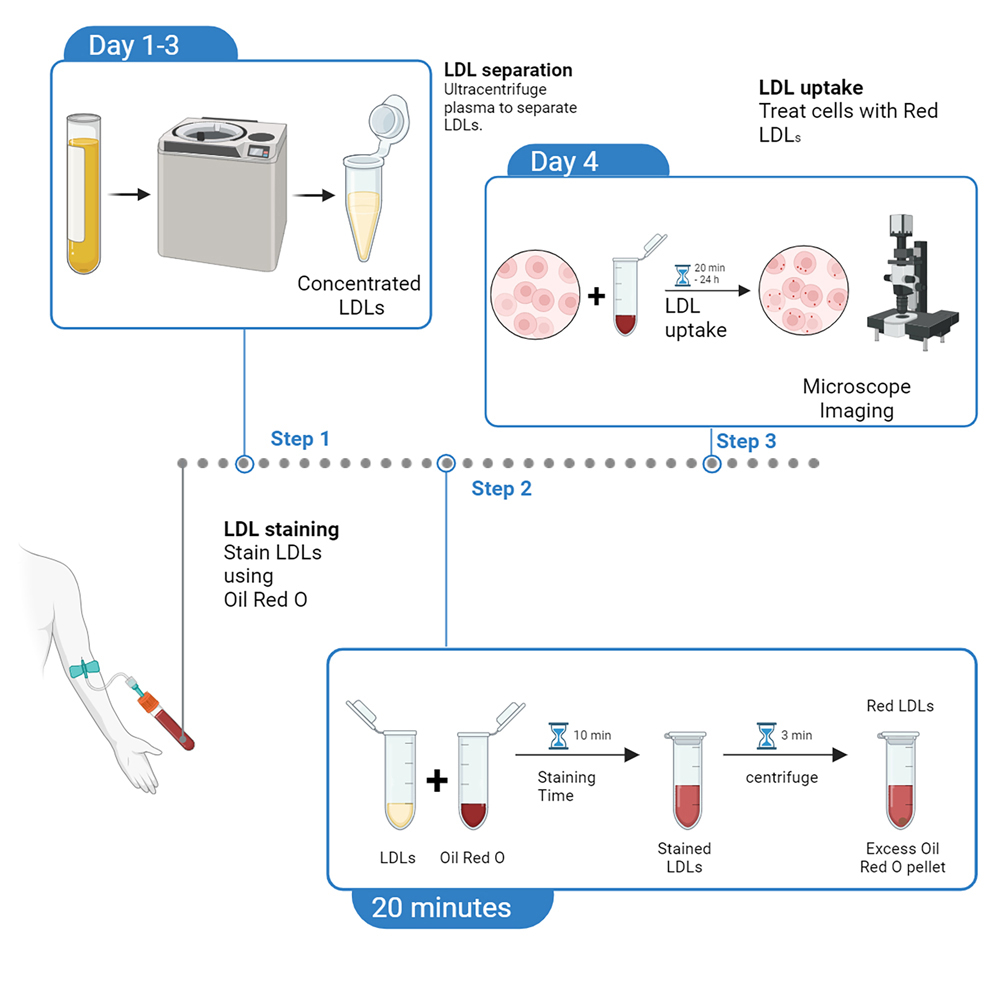 Cell Press: STAR Protocols