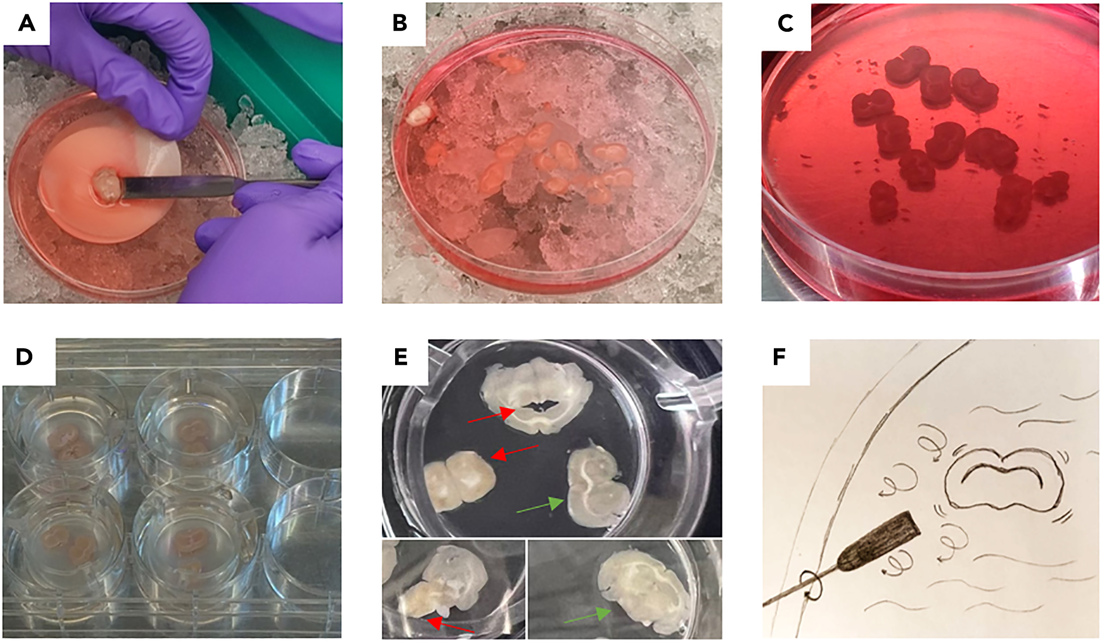 Cell Press: STAR Protocols