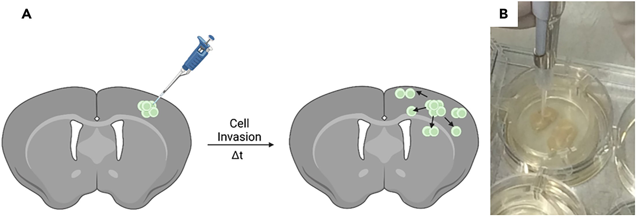 Cell Press: STAR Protocols