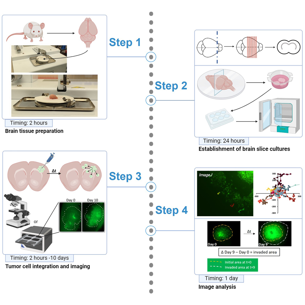 Cell Press: STAR Protocols