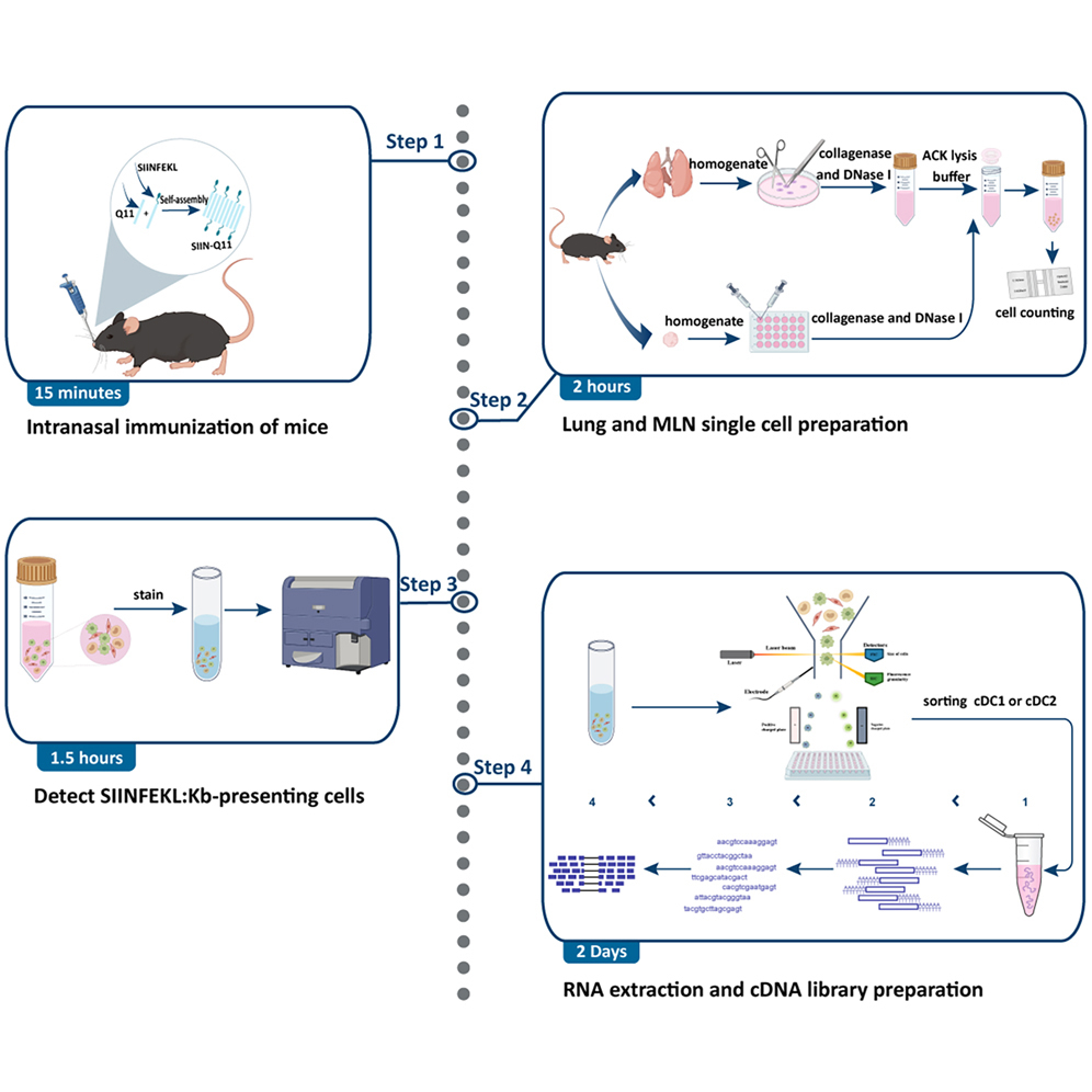 Cell Press: STAR Protocols