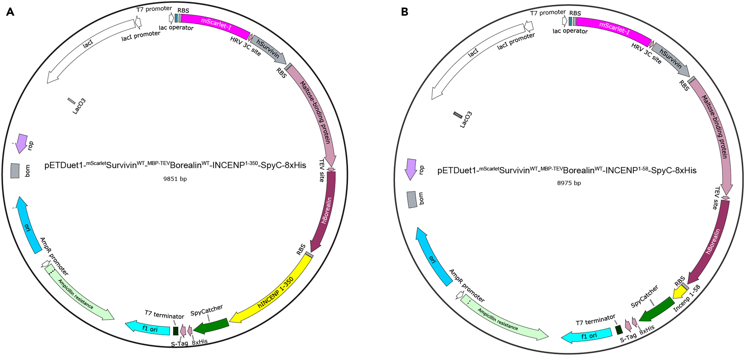 Cell Press: STAR Protocols