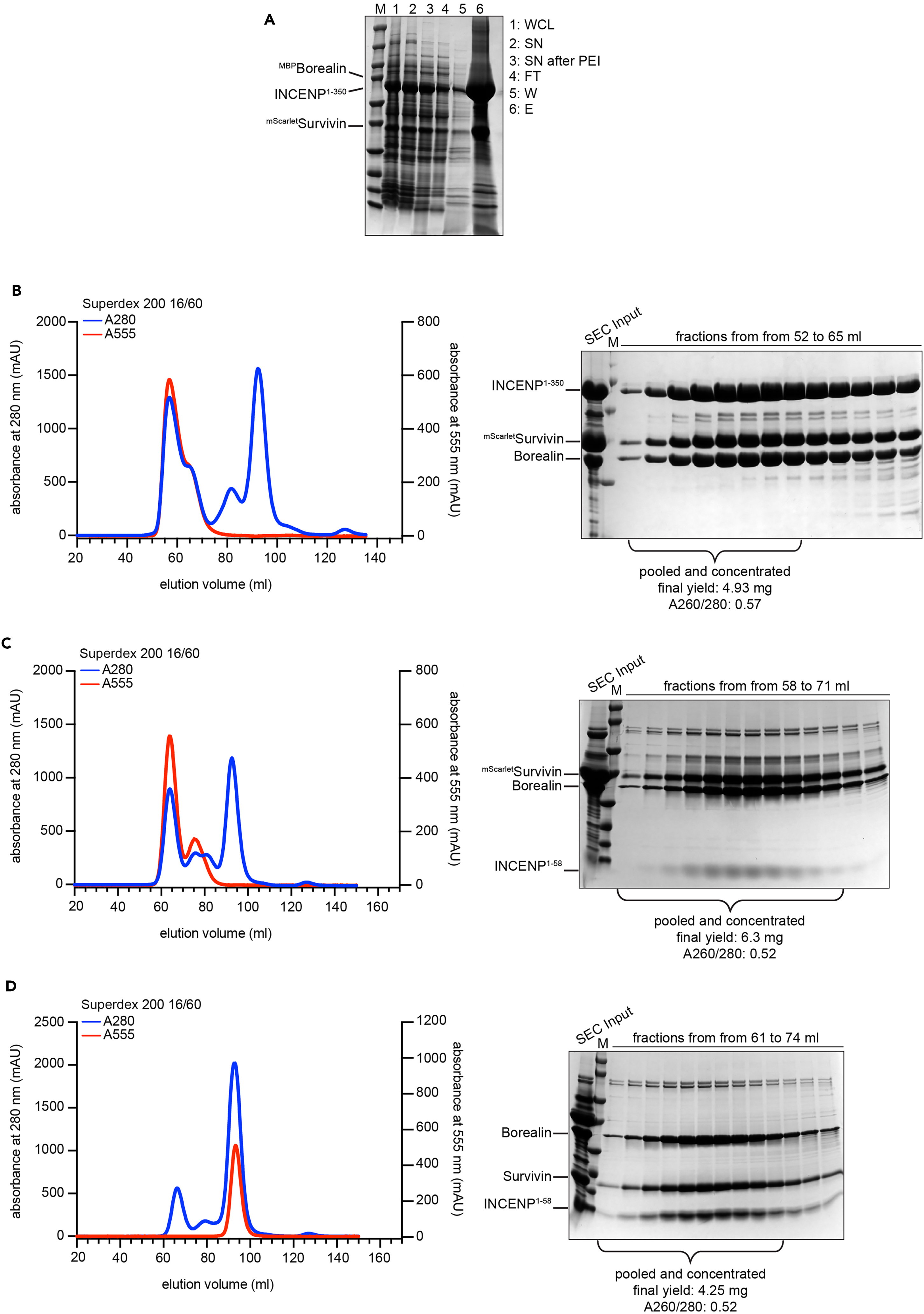 Cell Press: STAR Protocols