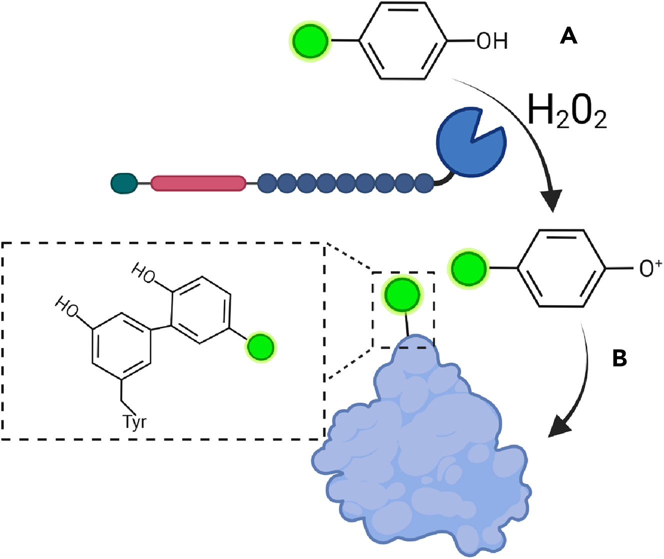 Cell Press: STAR Protocols