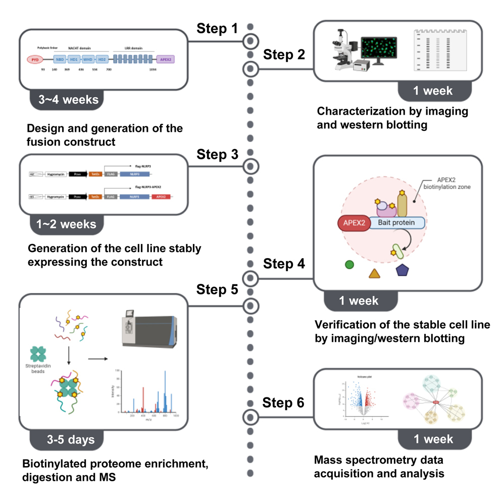 Cell Press: STAR Protocols