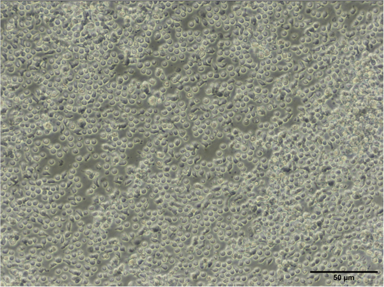 Cell Press: STAR Protocols