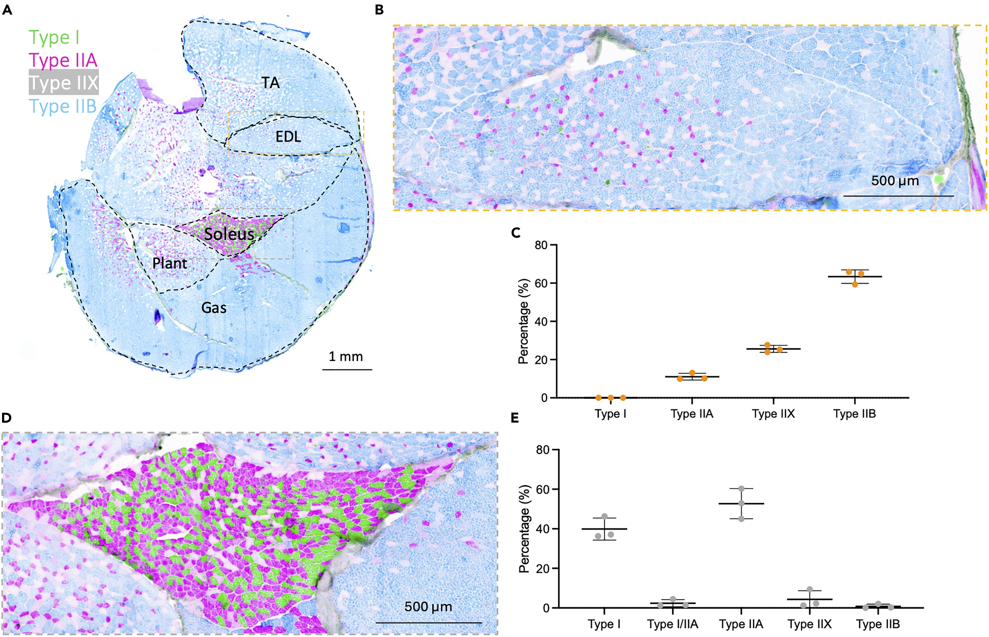 Cell Press: STAR Protocols