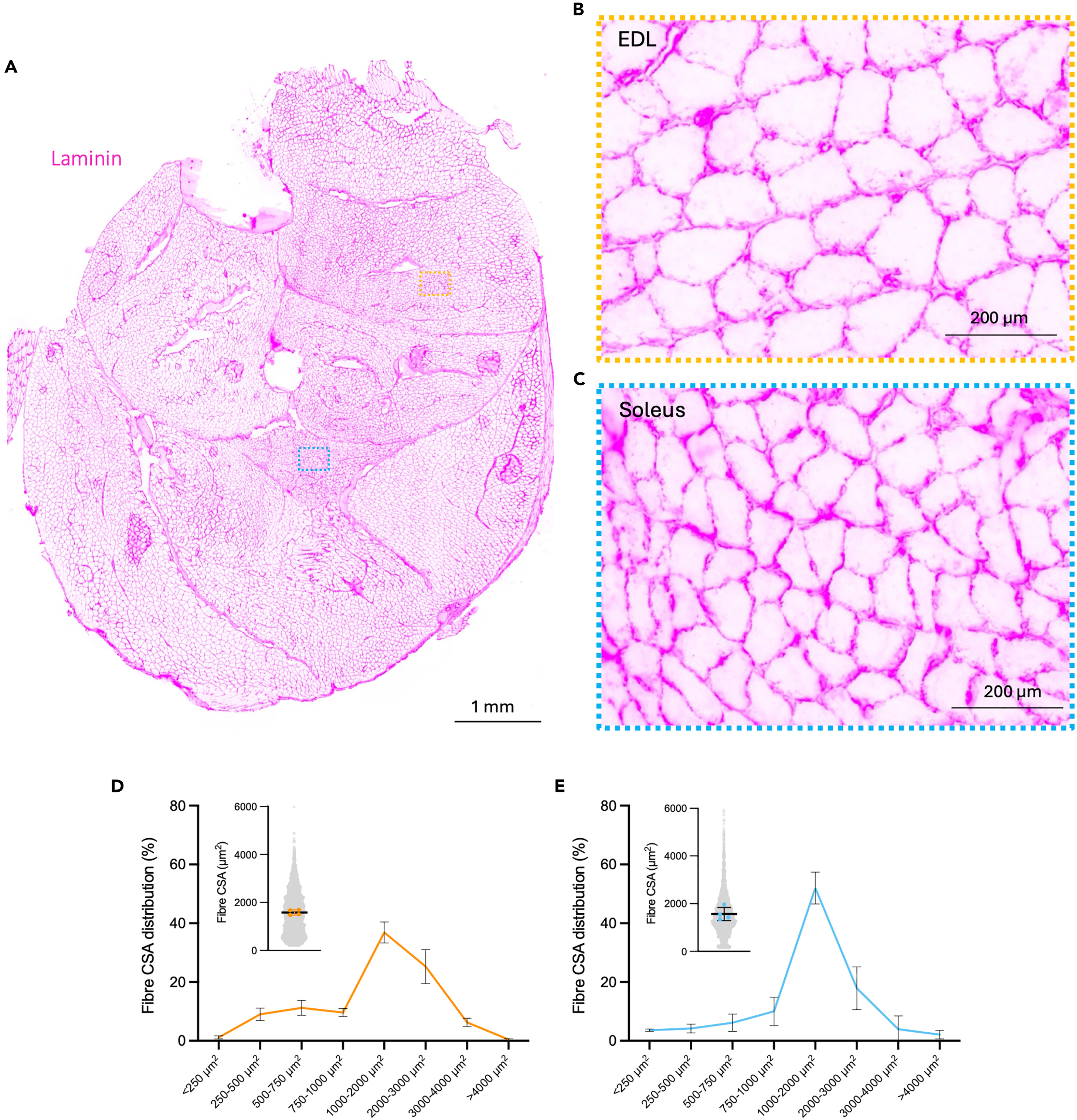 Cell Press: STAR Protocols