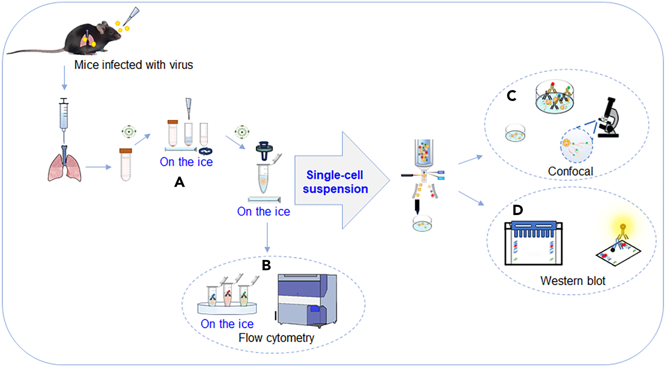 Cell Press: STAR Protocols