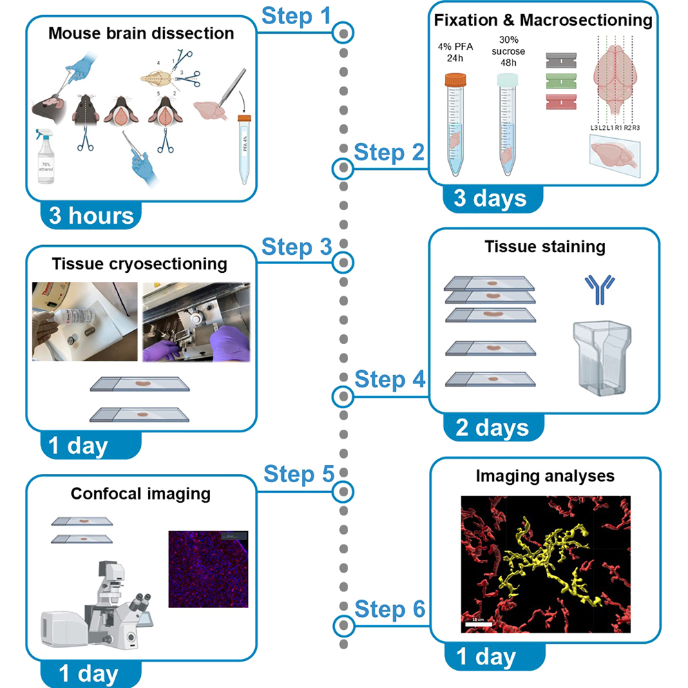 Cell Press: STAR Protocols