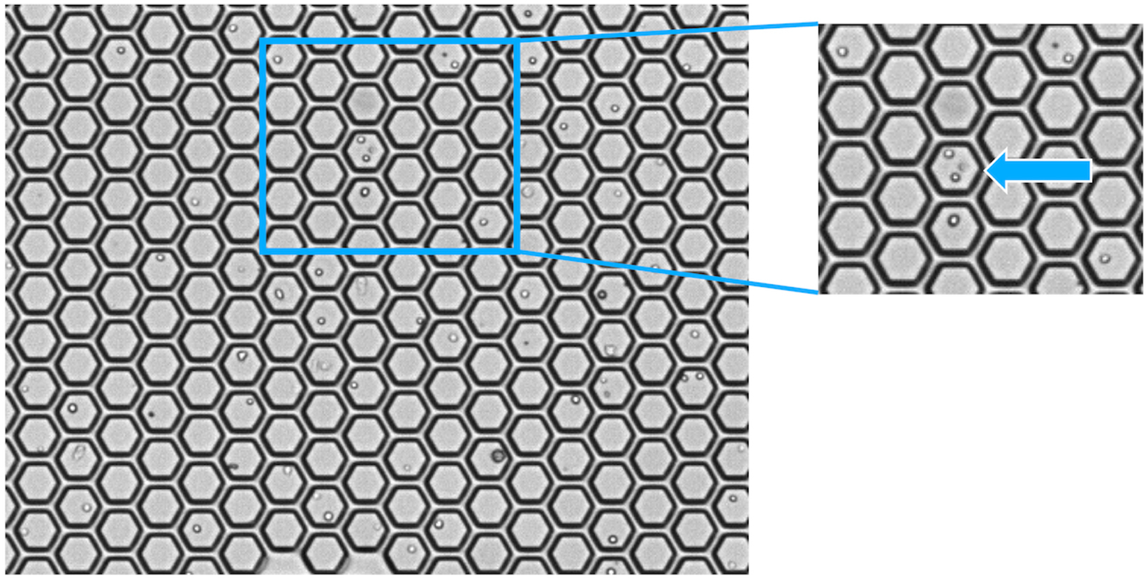 Cell Press: STAR Protocols