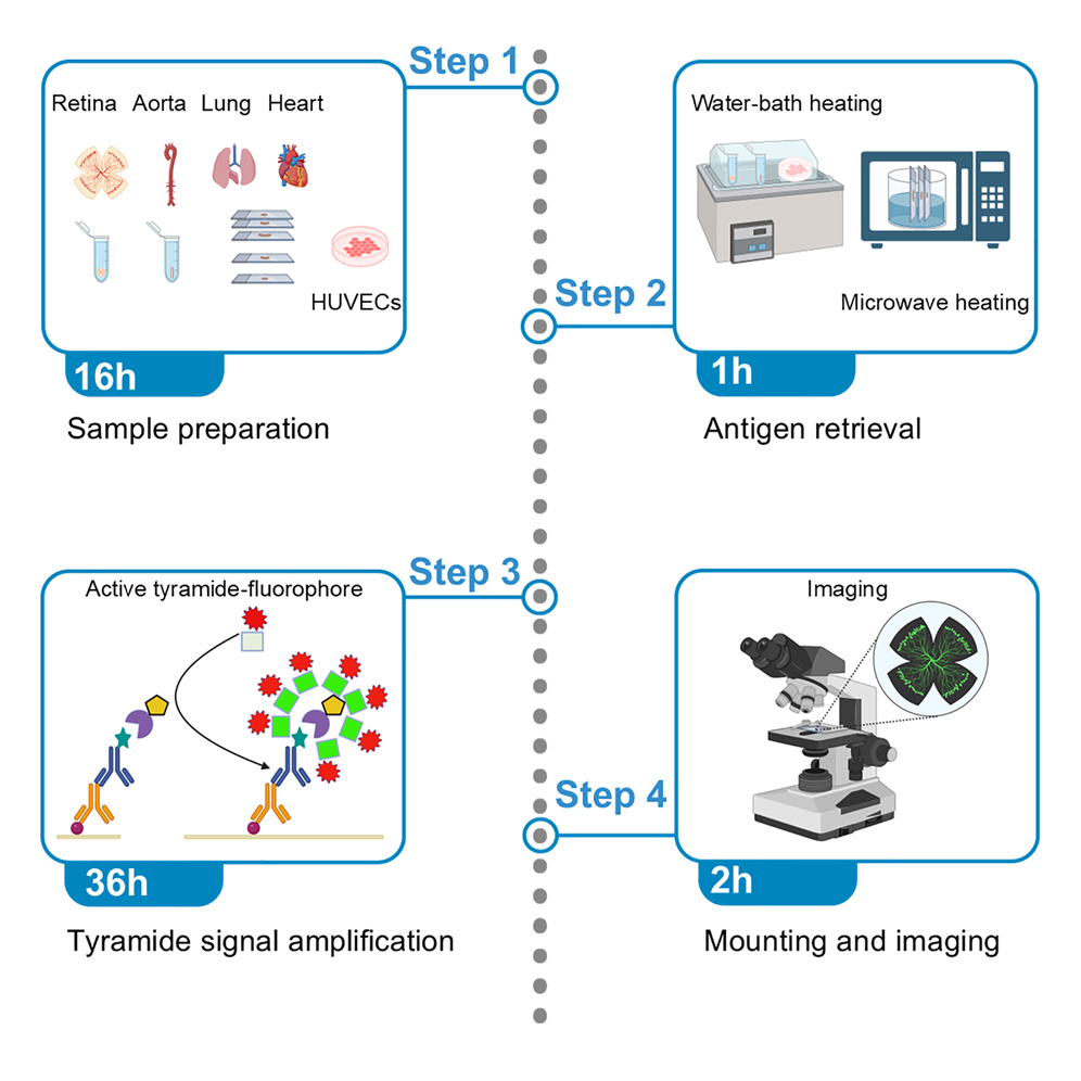 Cell Press: STAR Protocols