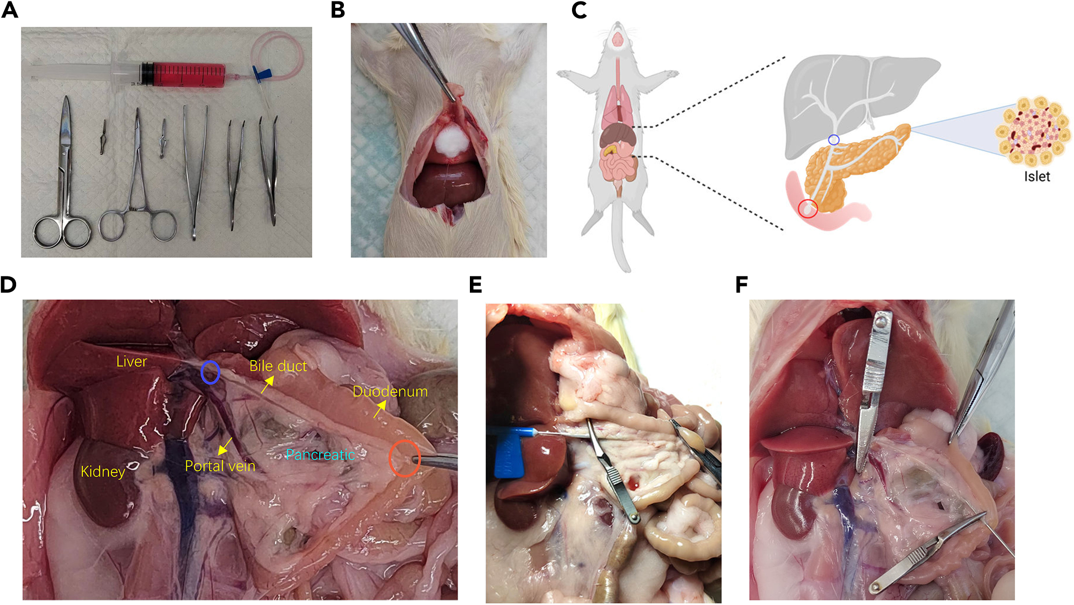 Cell Press: STAR Protocols