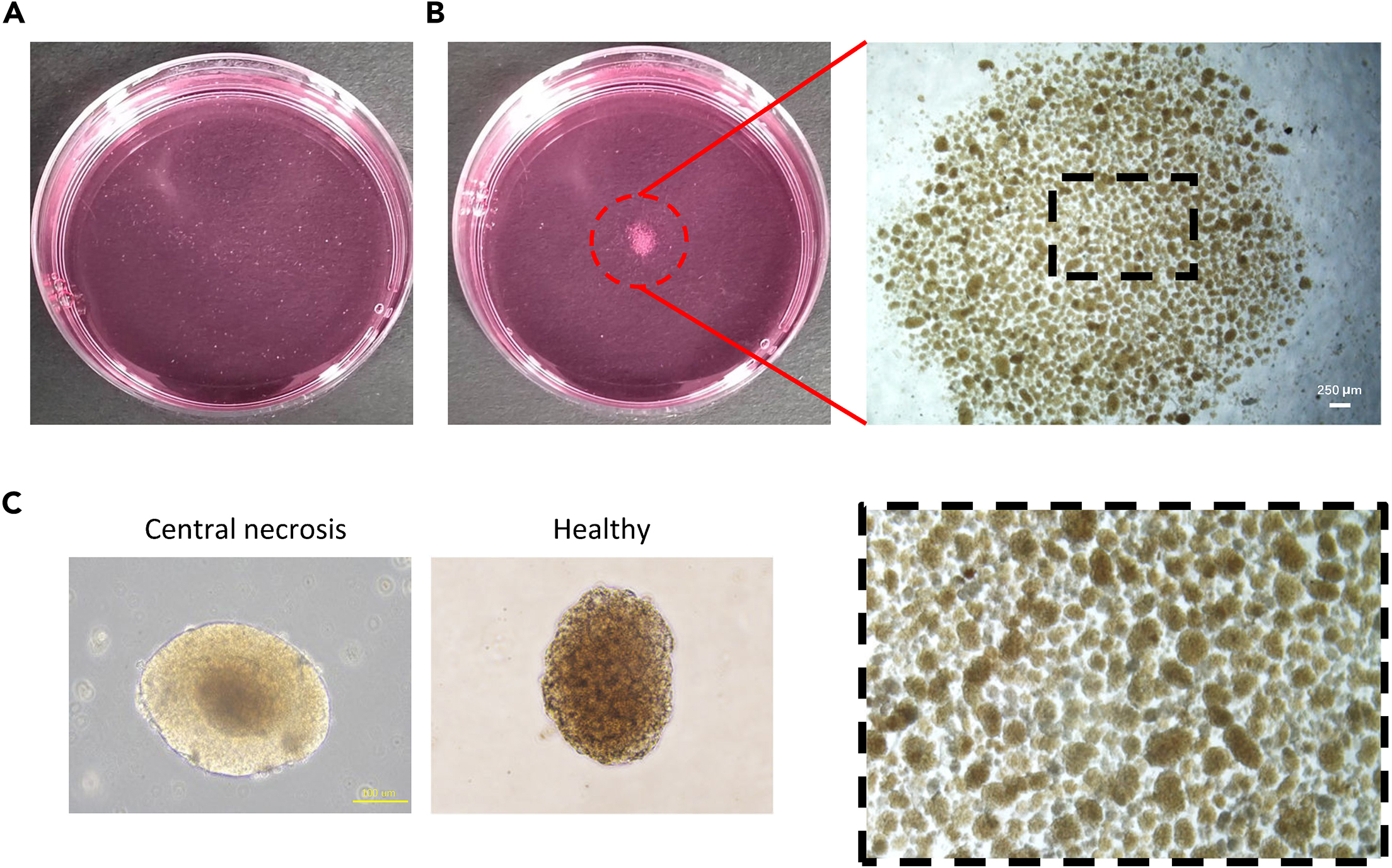 Cell Press: STAR Protocols